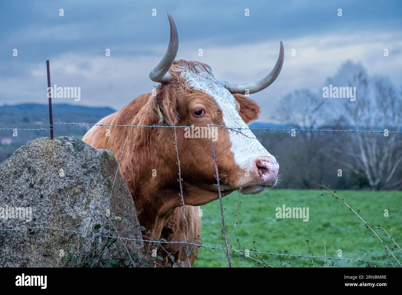 portrait of a cow behind a wire fence Stock Photo - Alamy
