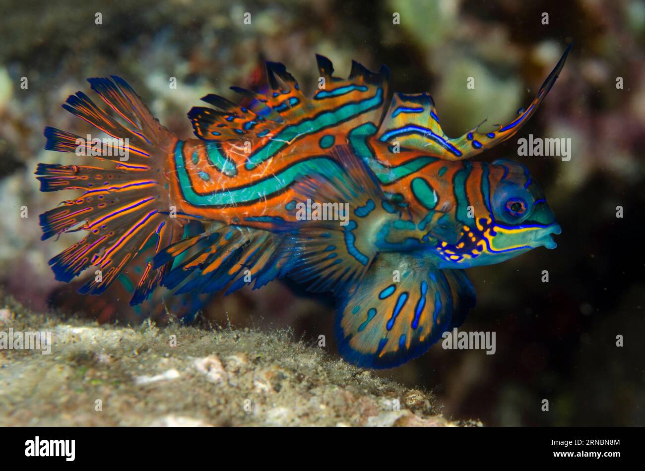 Fighting Mandarinfish, Synchiropus splendidus, with ornate markings and ...