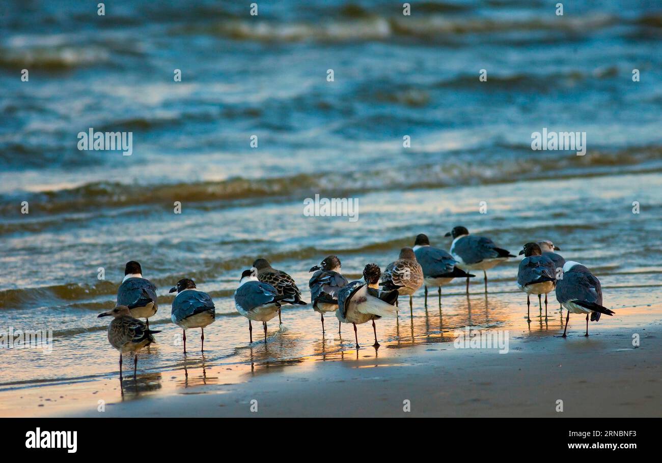 Gulf of mexico coastal birds hi-res stock photography and images - Alamy