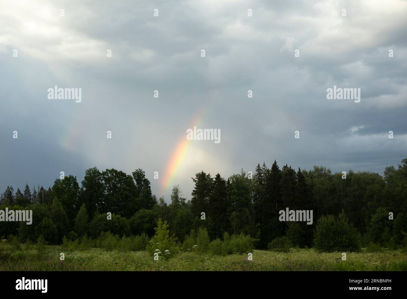 Rainbow over forest. Natural landscape. Forest with rainbow Stock Photo ...
