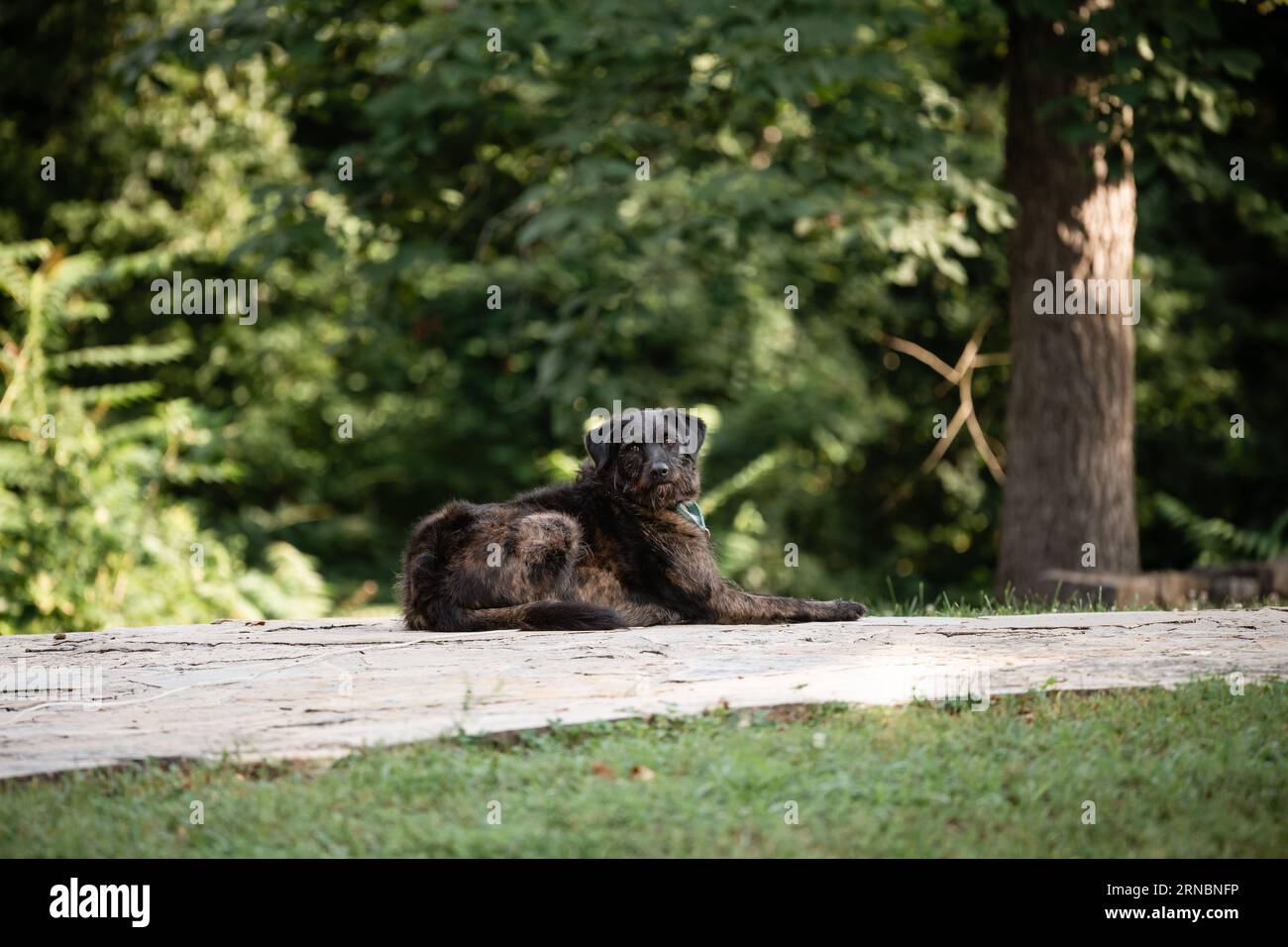 Mottled brown coat hi-res stock photography and images - Alamy