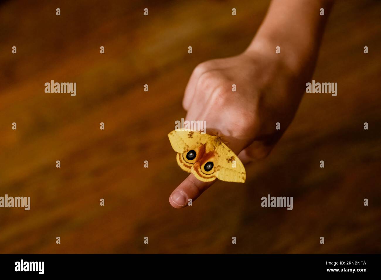 Corn emperor moth hi-res stock photography and images - Alamy