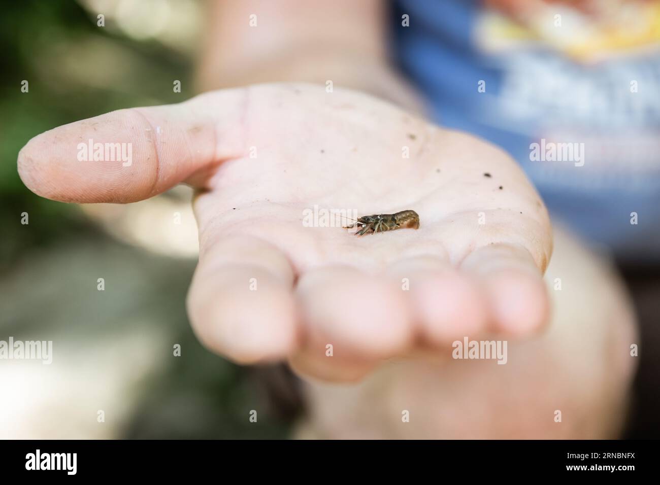 Person holding tiny crawdad in hand at creek Stock Photo - Alamy