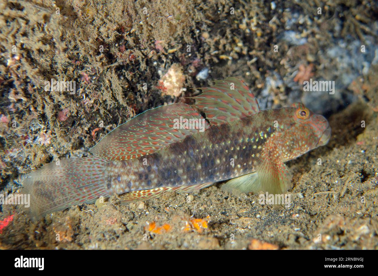 Beautiful Goby, Exyrias bellismus, Jetty dive site, night dive, Banda ...
