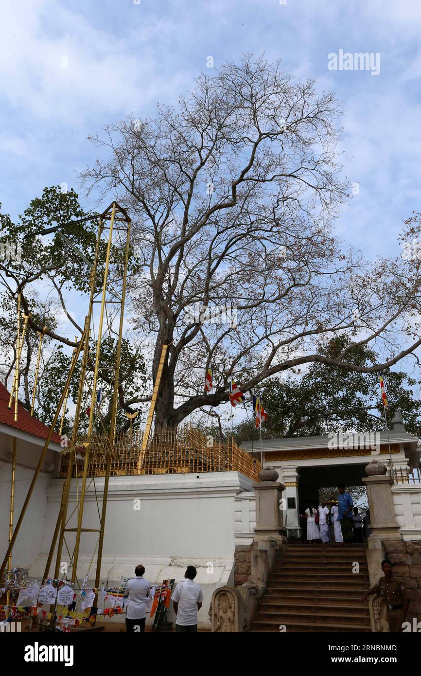 COLOMBO, March 9, 2016 -- Sri Lankan Buddhists offer prayers at the Sri ...