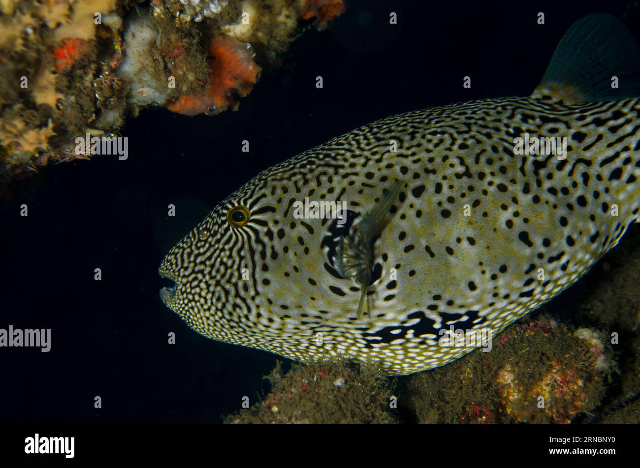 Map Puffer, Arothron mappa, Jetty dive site, night dive, Banda Neira ...
