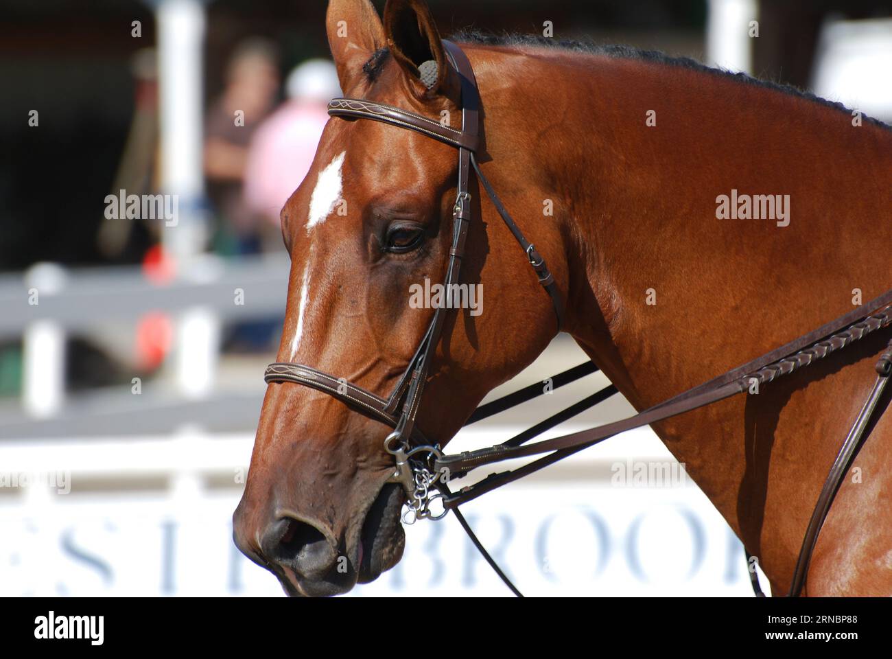 Fantastic look into the face of a chestnut horse at a show Stock Photo ...