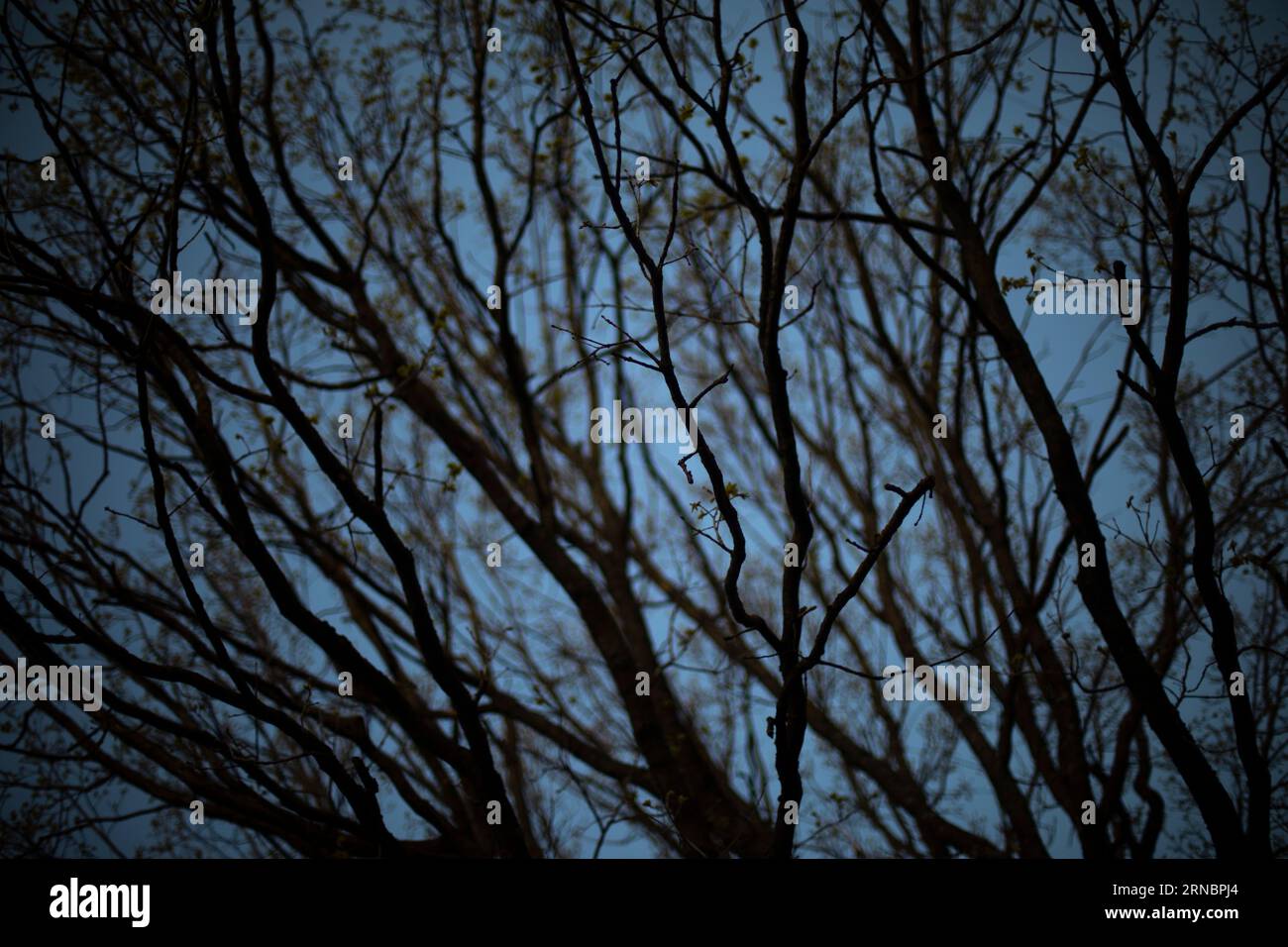 Tree branches. Texture from branches. Natural background Stock Photo ...