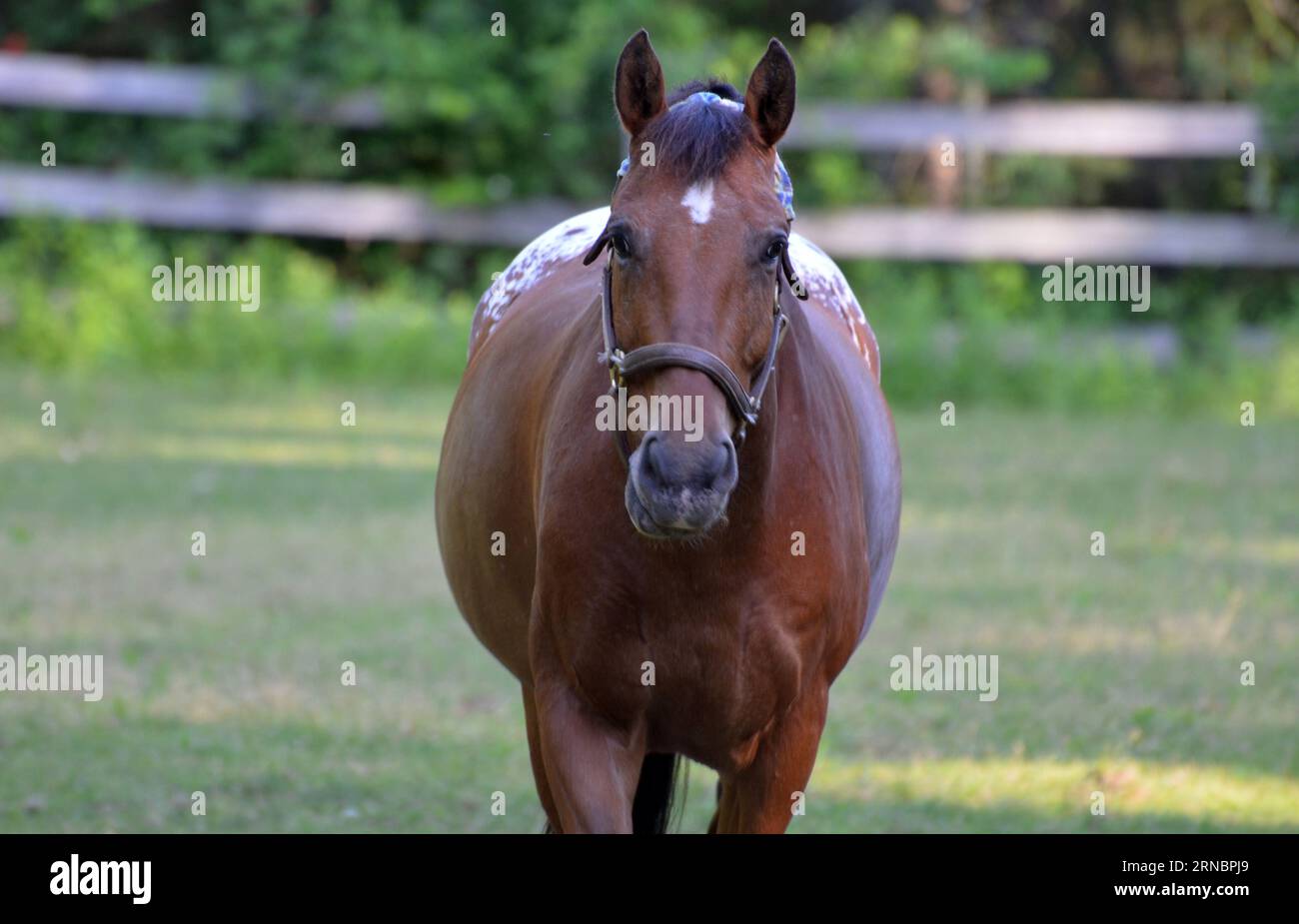 Cute strawberry roan appaloosa pony in a grass pasture Stock Photo - Alamy