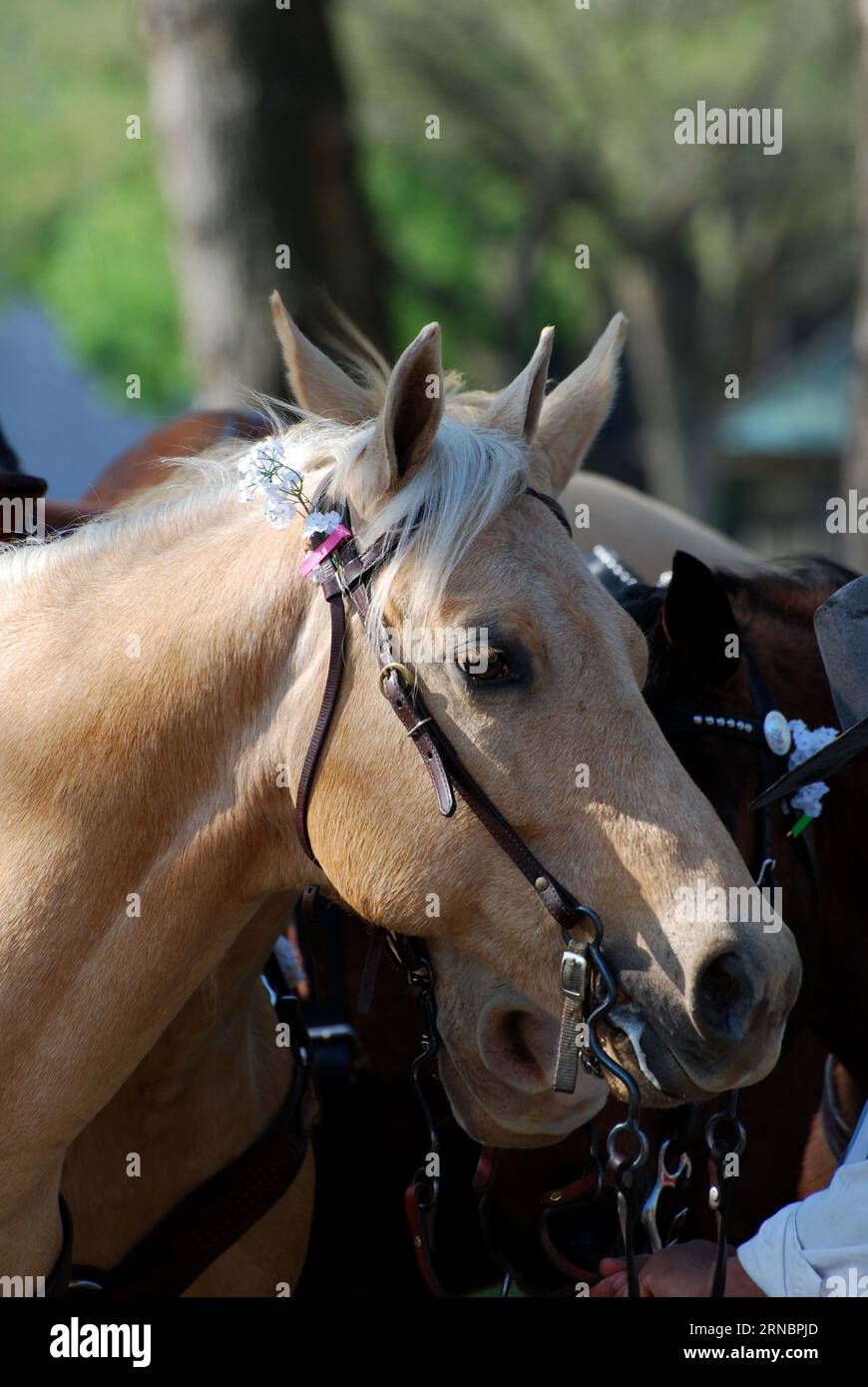Palomino horse show hi-res stock photography and images - Alamy