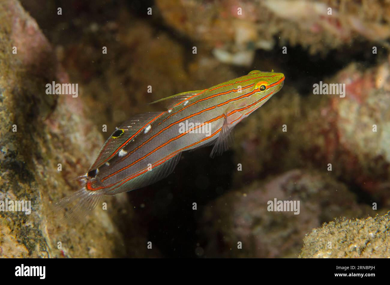 Old Glory Goby, Koumansetta rainfordi, Jetty dive site, night dive ...