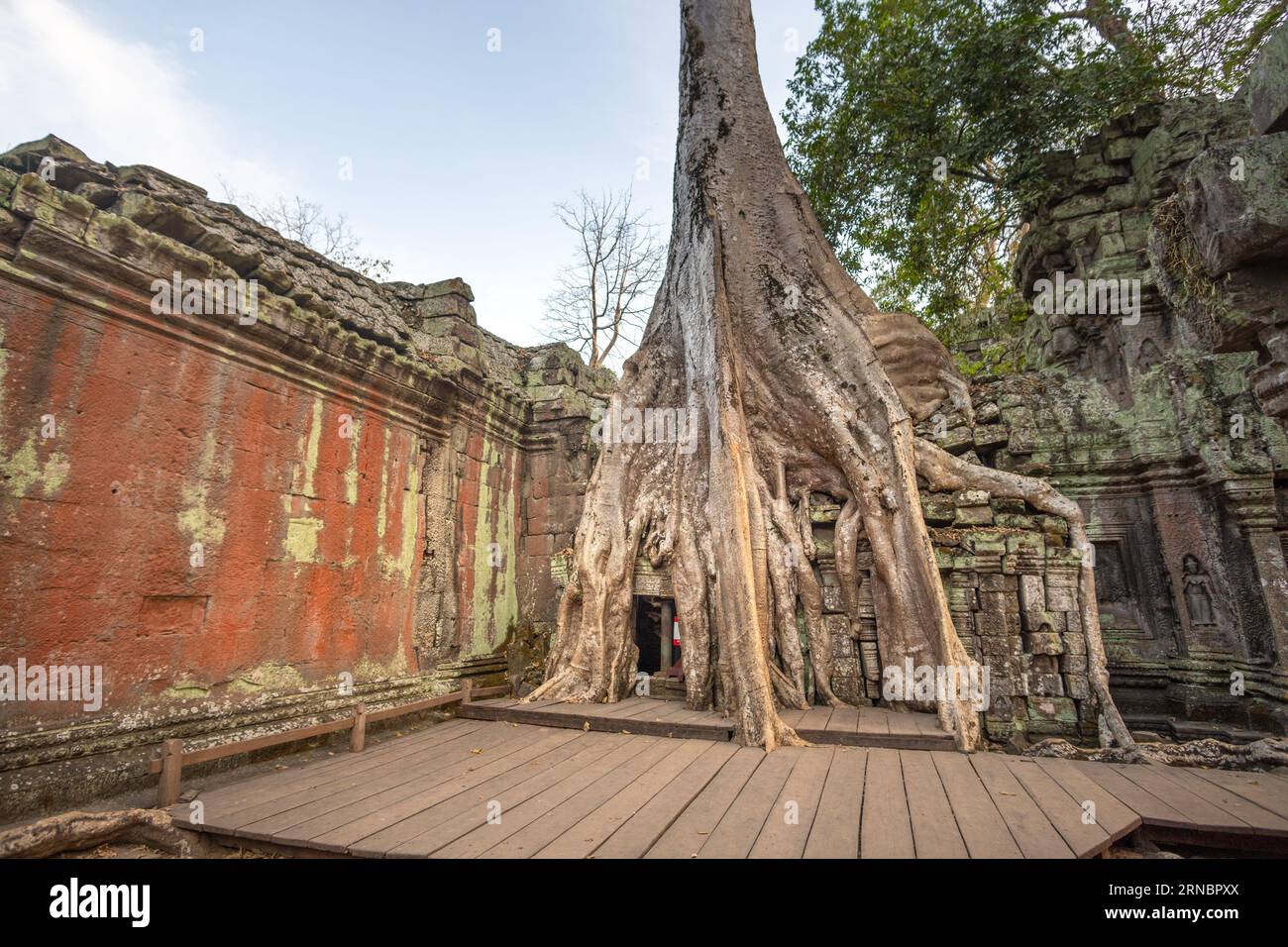 Cambodia jungle tree roots temple hi-res stock photography and images ...