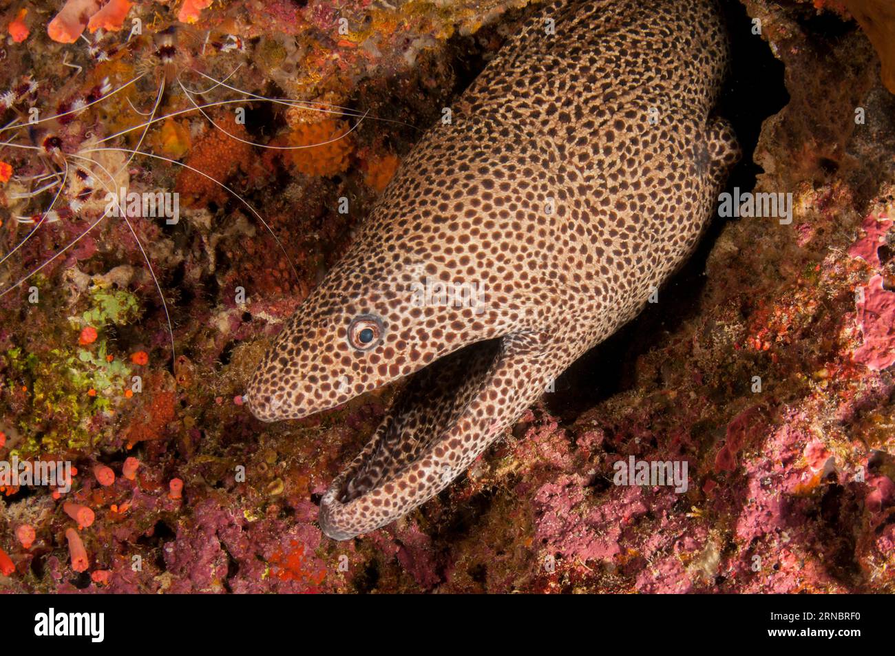 Blackspotted Moray, Gymnothorax favagineus, with pair of Banded Coral ...