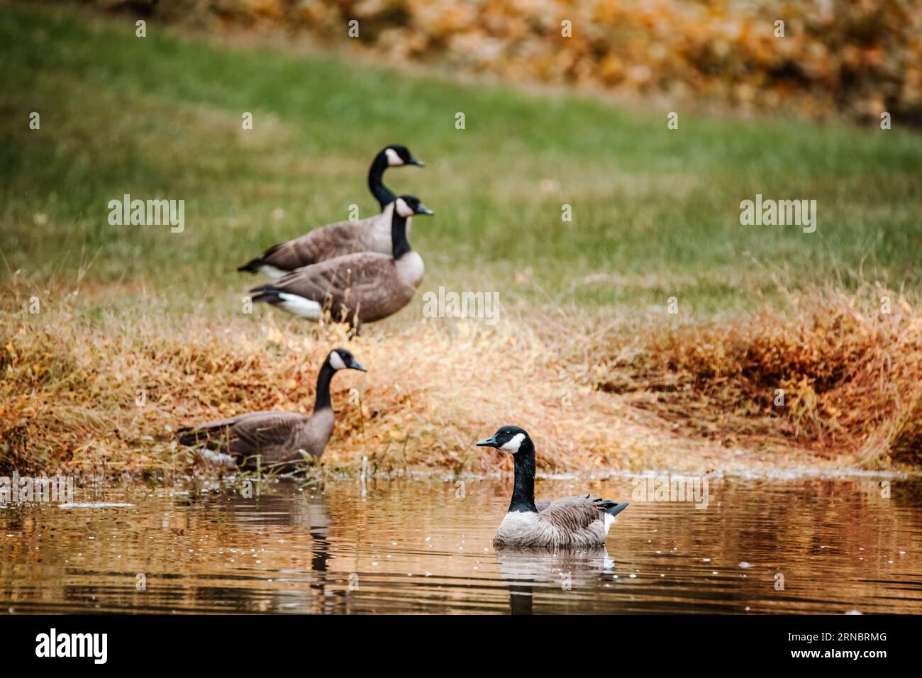 four geese enjoying a crisp fall day Stock Photo - Alamy