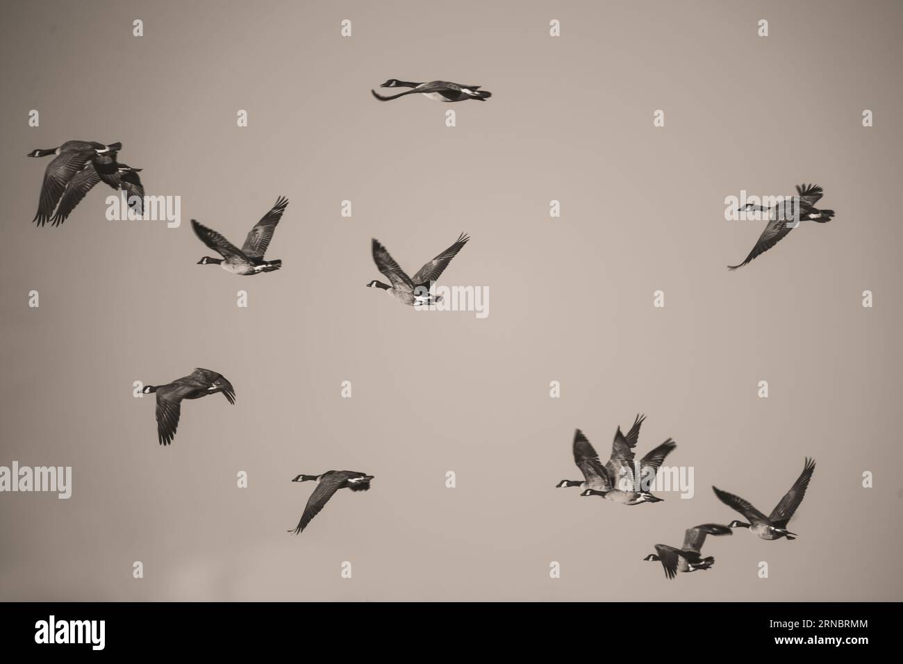 Geese flying in the sky hi-res stock photography and images - Alamy