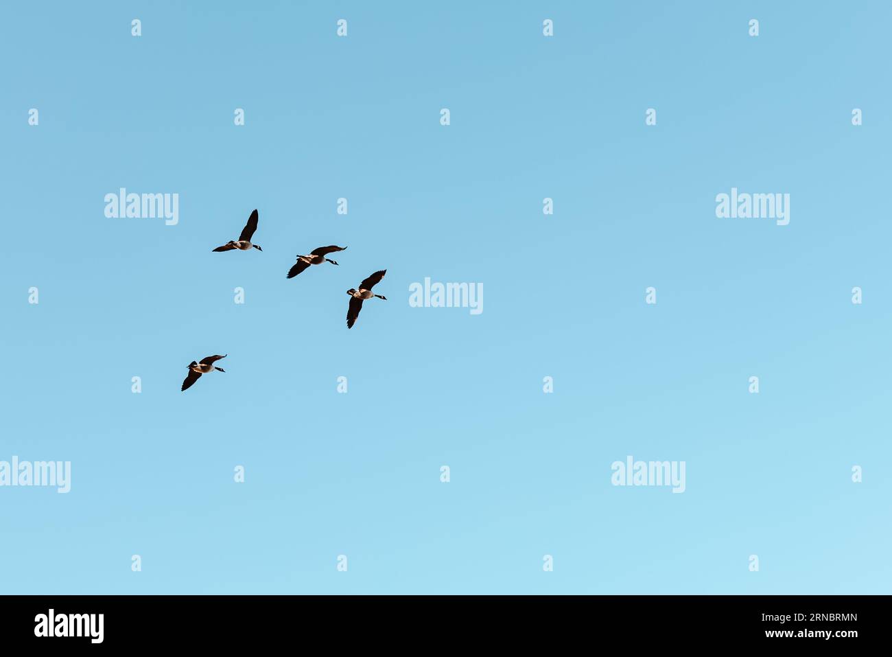 four geese flying in the clear blue sky Stock Photo - Alamy