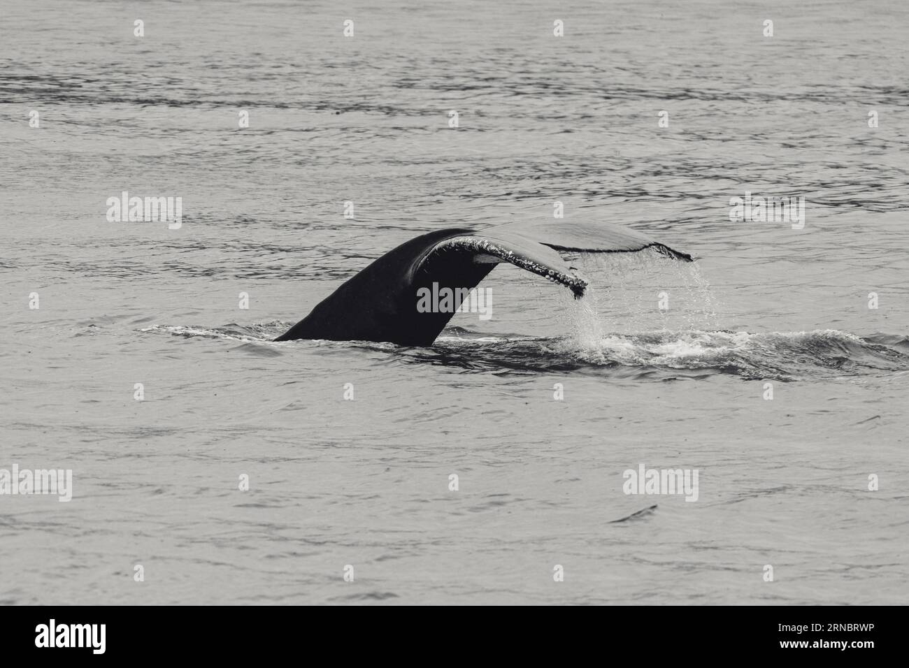 Humpback whale juneau alaska hi-res stock photography and images - Alamy
