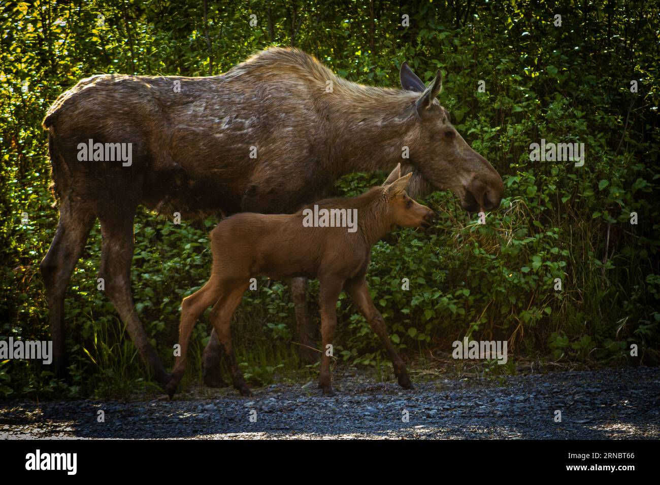 Mother Moose and Calf Walking Side by Side Stock Photo - Alamy