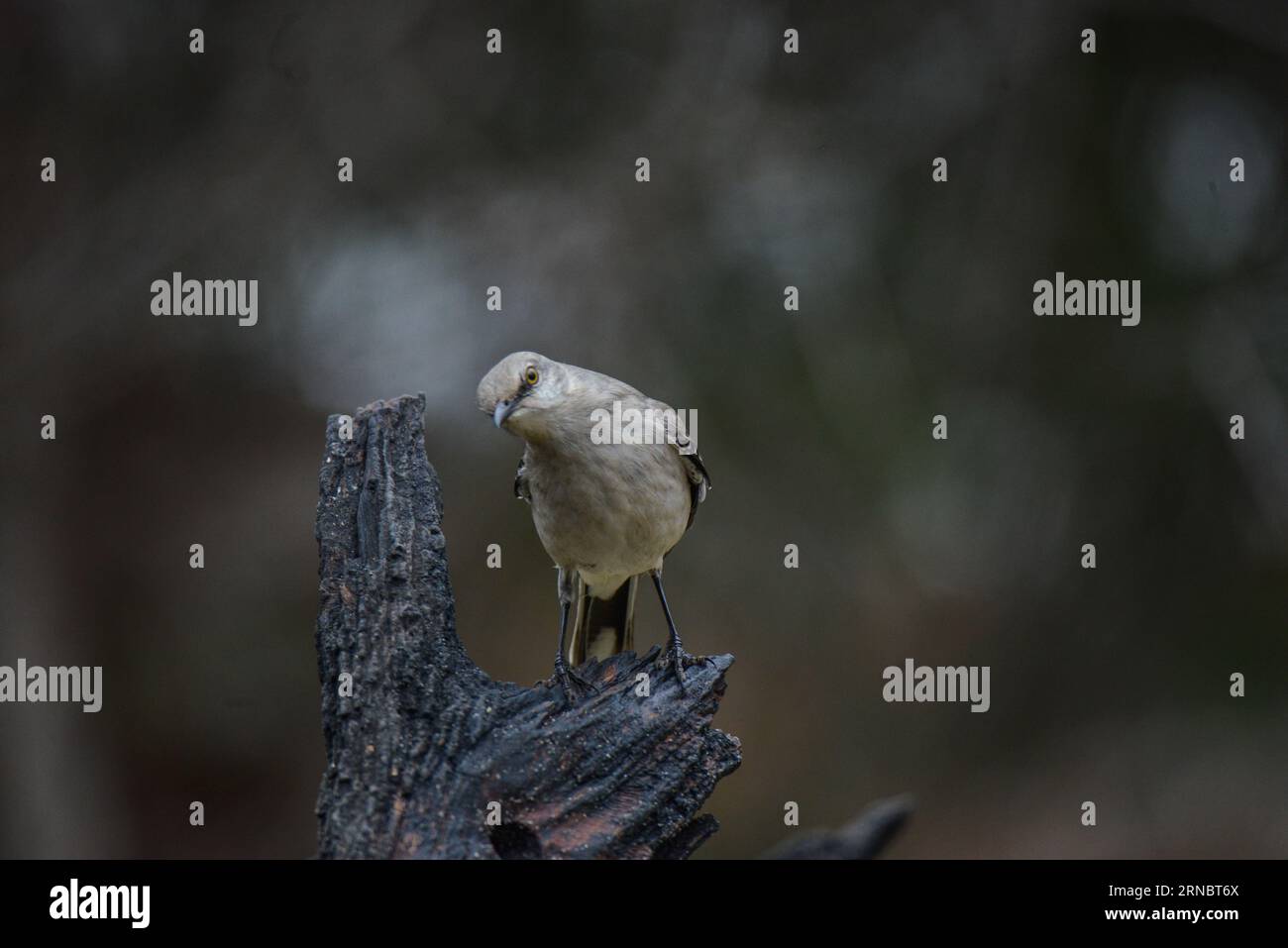 Gazing bird hi-res stock photography and images - Alamy