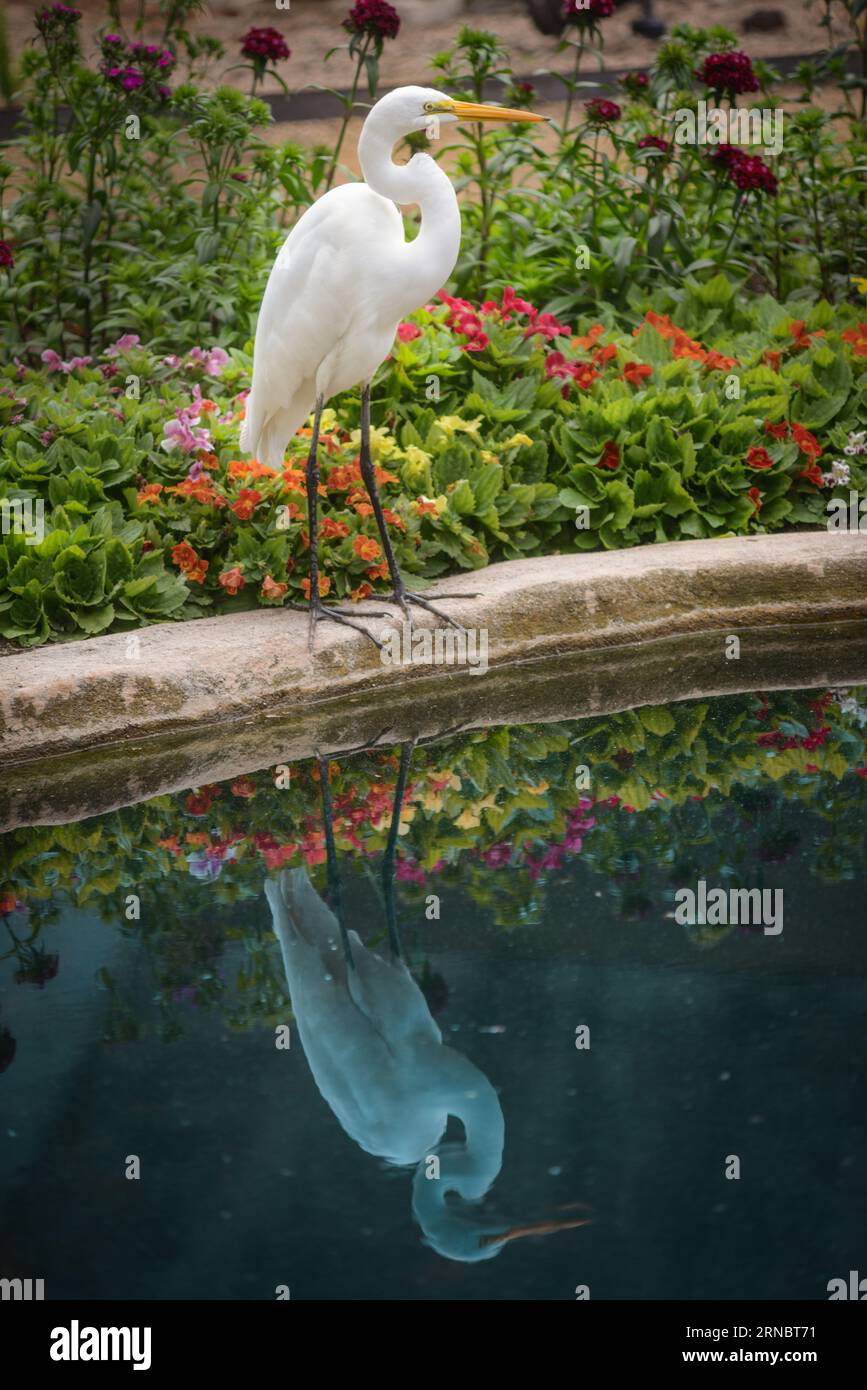 Heron gazing into water hi-res stock photography and images - Alamy