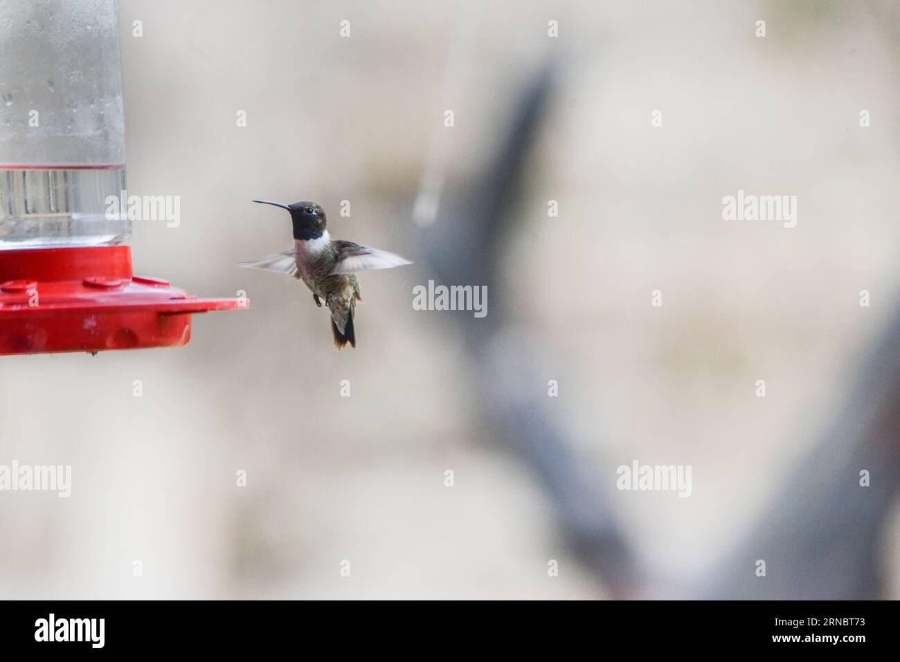 Brid feeder hi-res stock photography and images - Alamy