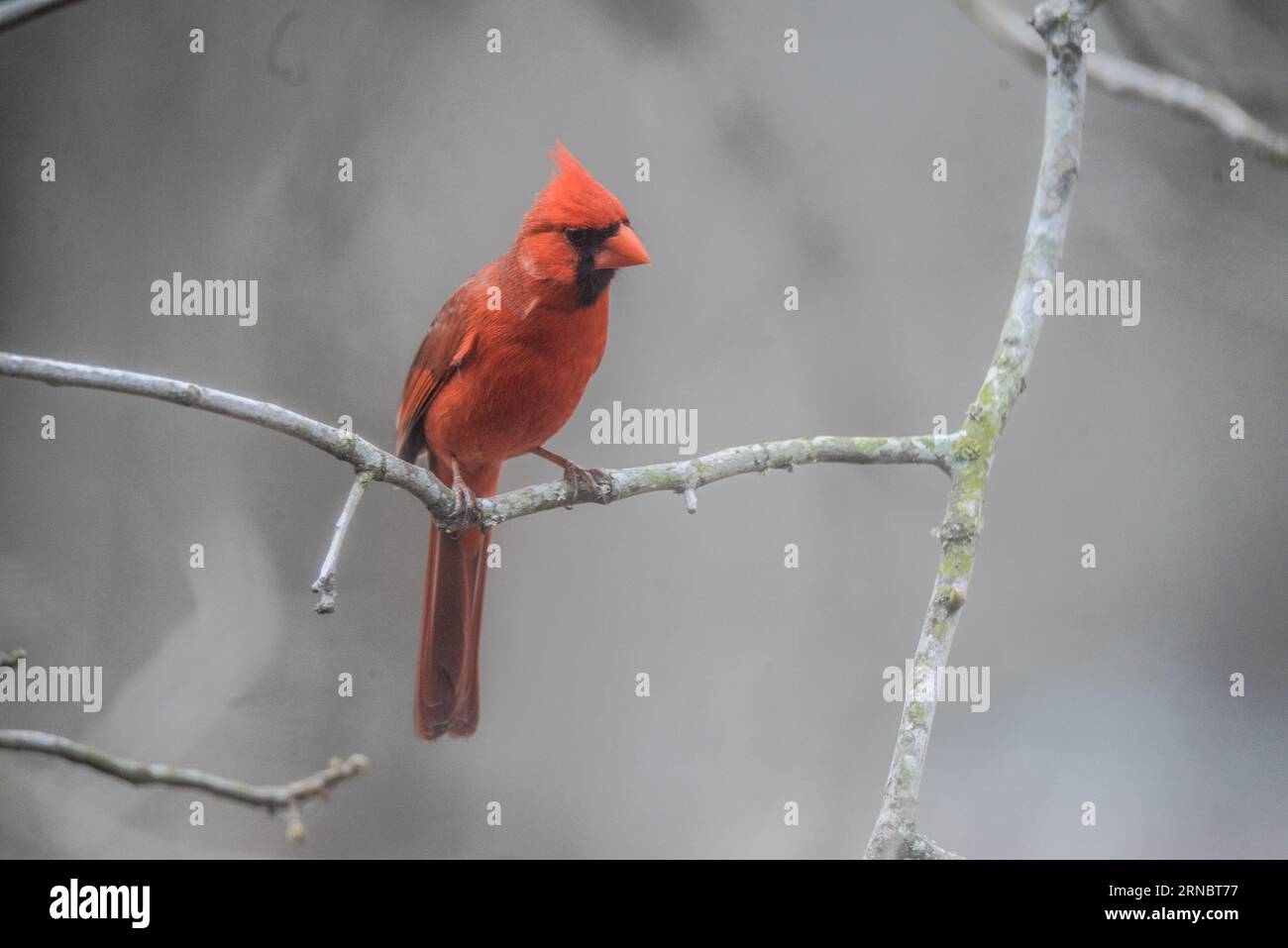 Red cardinal bird winter male hi-res stock photography and images - Alamy