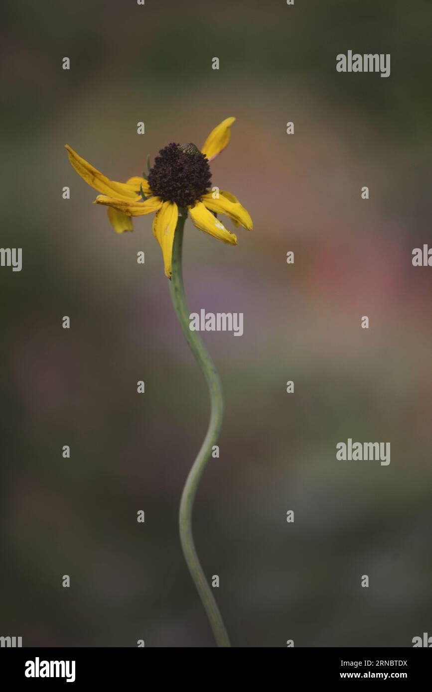Daisy stem hi-res stock photography and images - Alamy