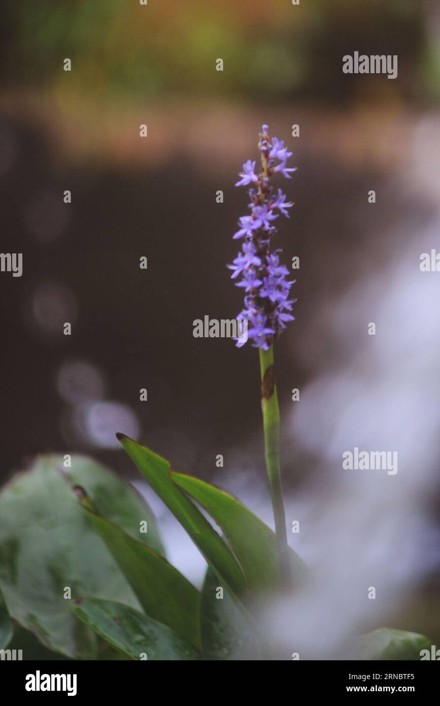 Pickerelweed (Pontederia Cordata) Purple Flower Stock Photo - Alamy