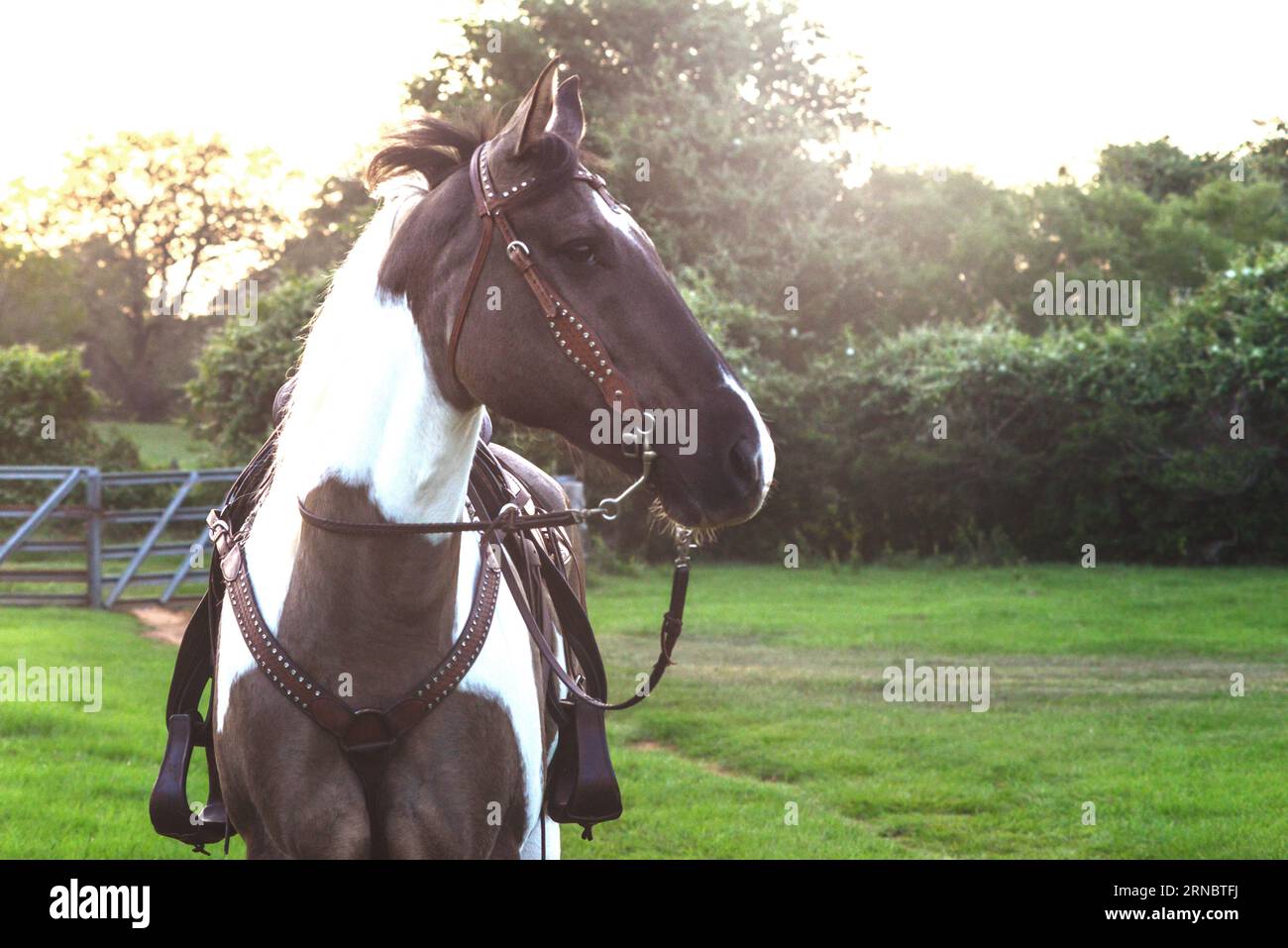 Red tack hi-res stock photography and images - Alamy