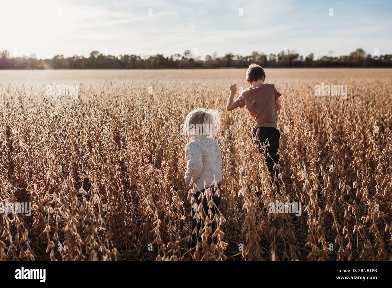 Happy children running through farm field in golden light Stock Photo ...