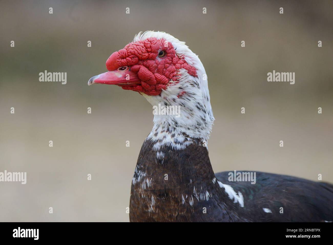 White Ducks With Red Beaks
