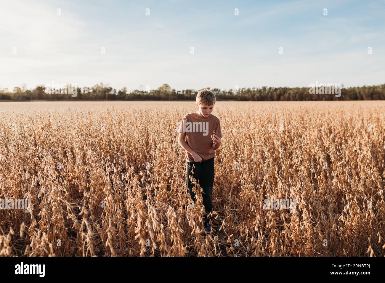 Boy checking soybeans in golden farm field Stock Photo - Alamy