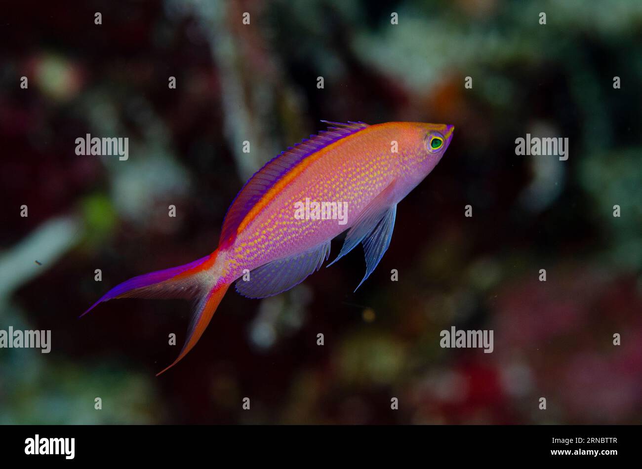 Princess Anthias, Pseudanthias smithvanizi, Karang Hatta dive site ...