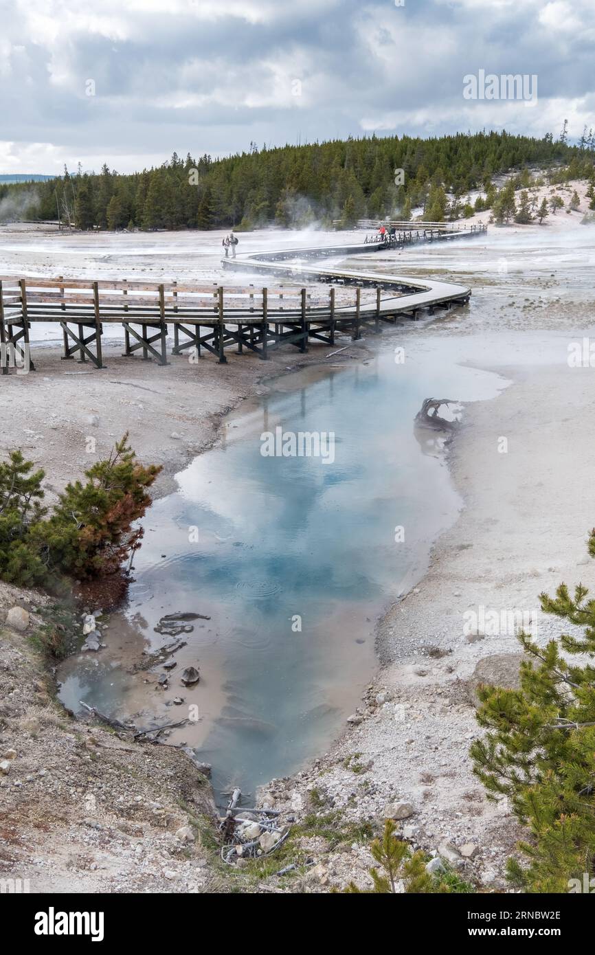 Natural hot spring pools next to wooden walkways in Yellowstone NP ...