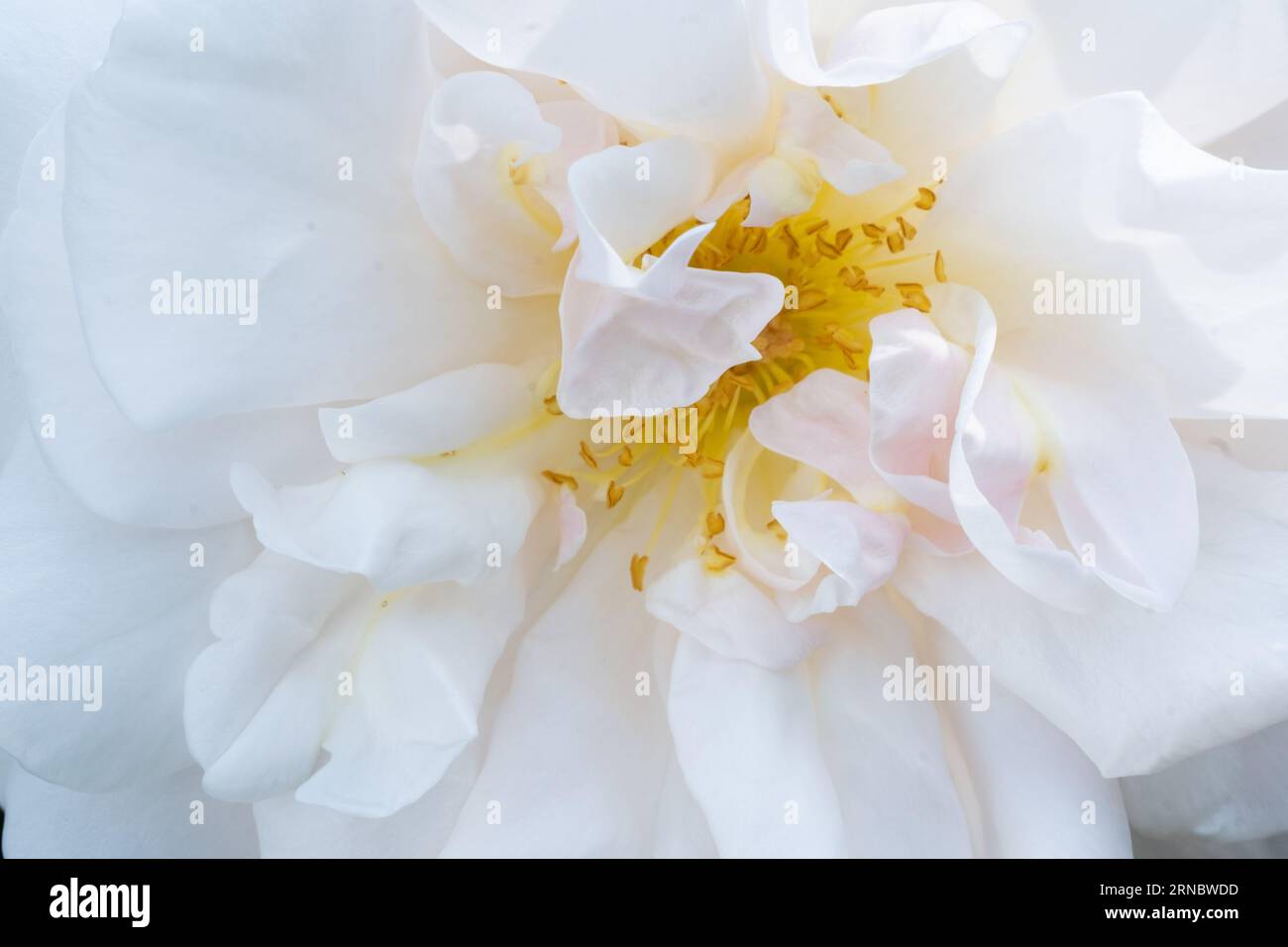 White and pink rose blooming in spring garden Stock Photo - Alamy