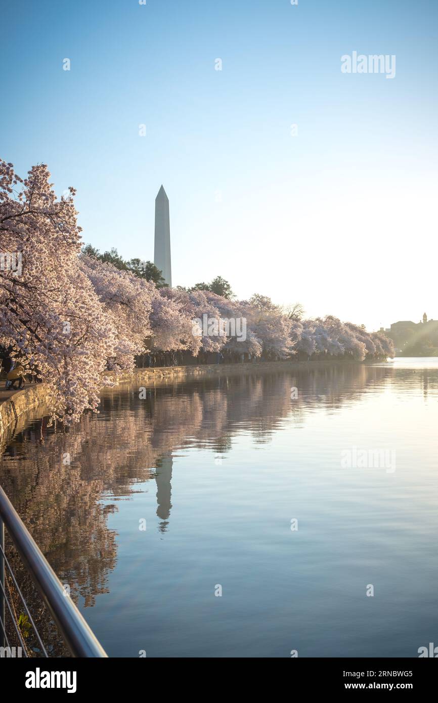 Cherry blossoms at peak bloom on the Tidal Basin in Washington, D.C ...