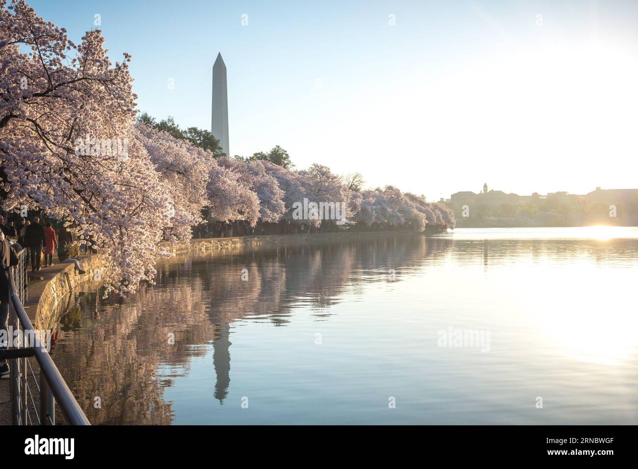 Cherry blossoms at peak bloom on the Tidal Basin in Washington, D.C ...
