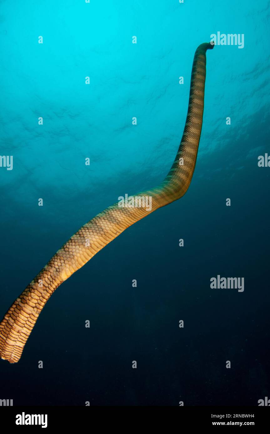 Chinese Sea Snake, Laticauda semifasciata, swimming to surface to ...