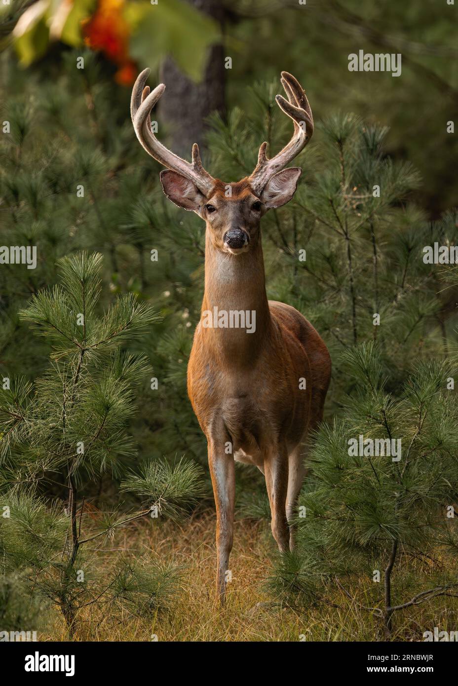 Buck looking intensely in woods Stock Photo - Alamy