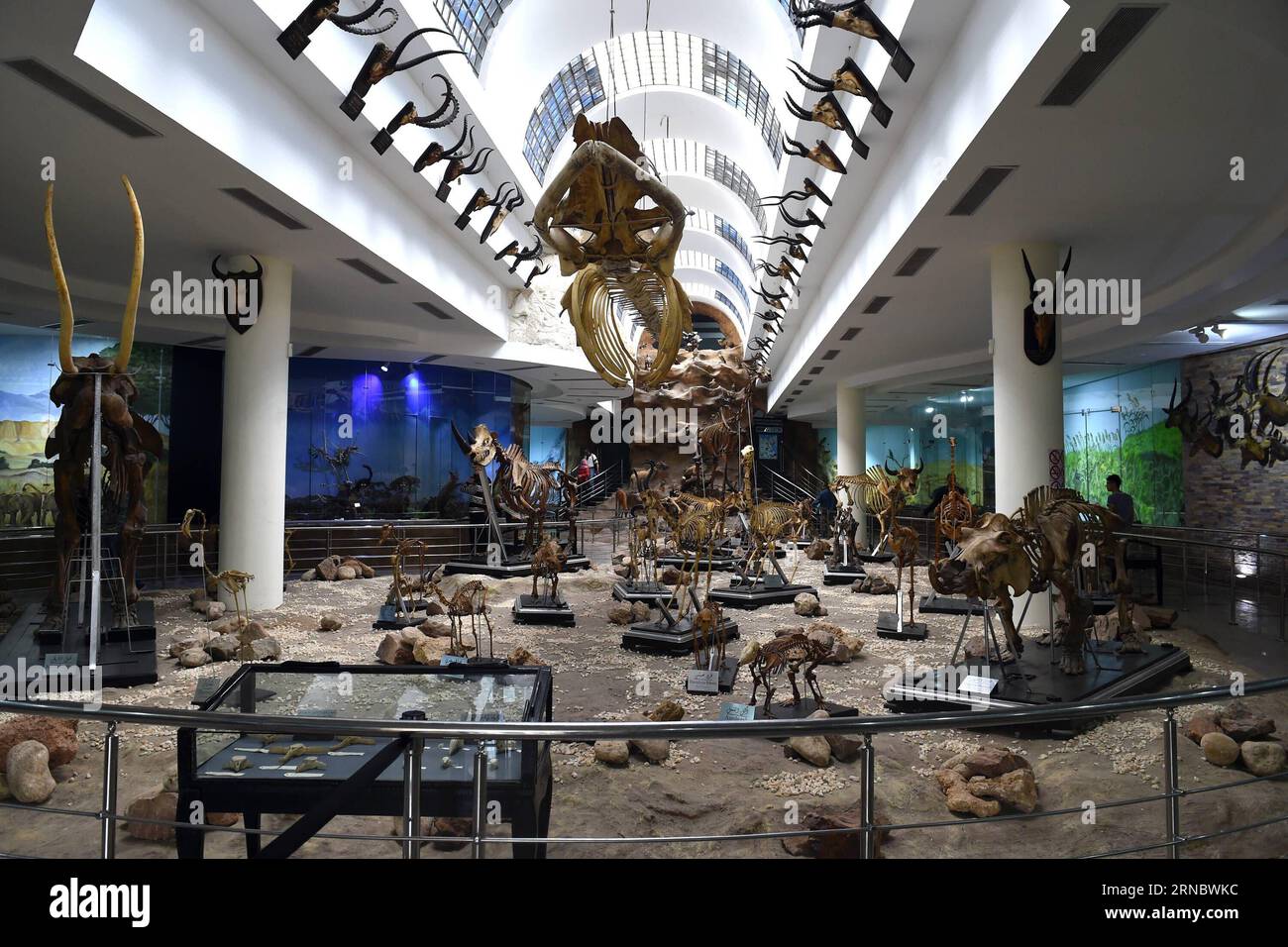 Mummified animals egypt hi-res stock photography and images - Alamy