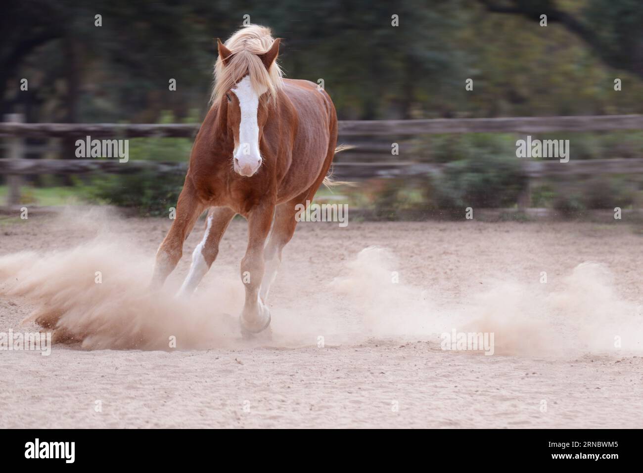 Red horse running hi-res stock photography and images - Alamy