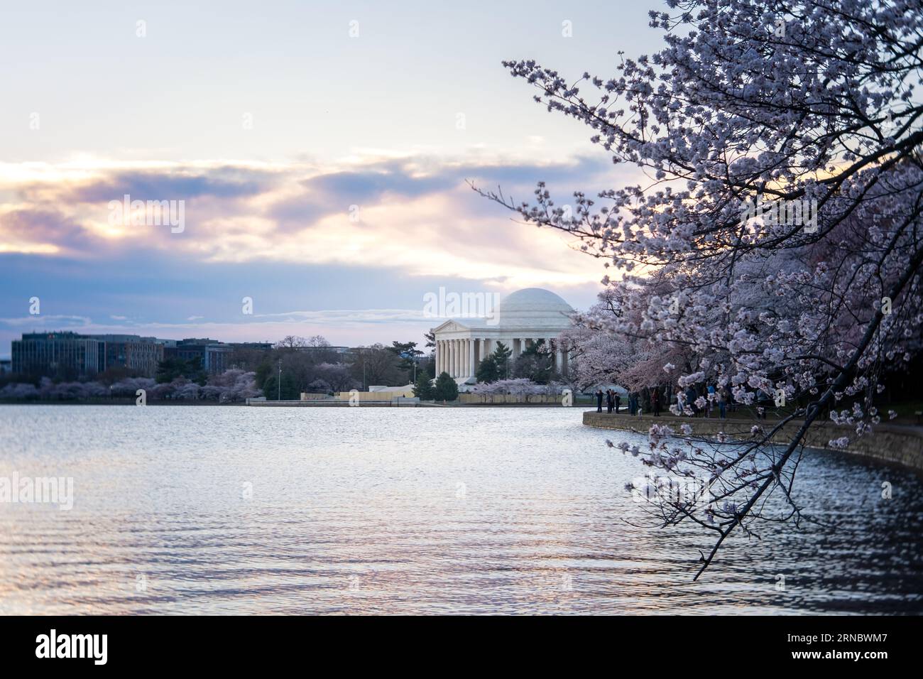 Cherry blossoms at peak bloom on the Tidal Basin in Washington, D.C Stock Photo - Alamy