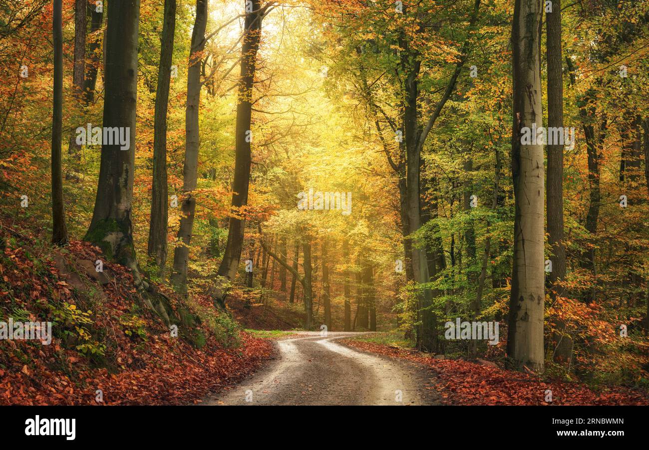 Tranquil autumn scenery in a colorful beech forest, with a beam of soft ...