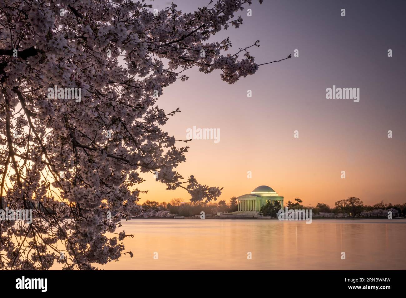 Cherry blossoms at peak bloom on the Tidal Basin in Washington, D.C ...