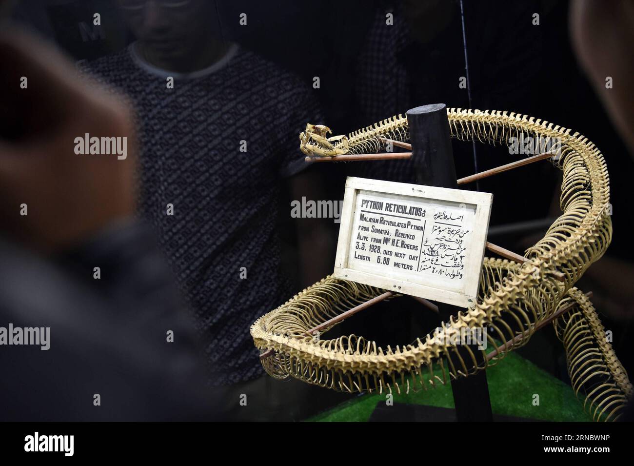 First specimen displays hi-res stock photography and images - Alamy