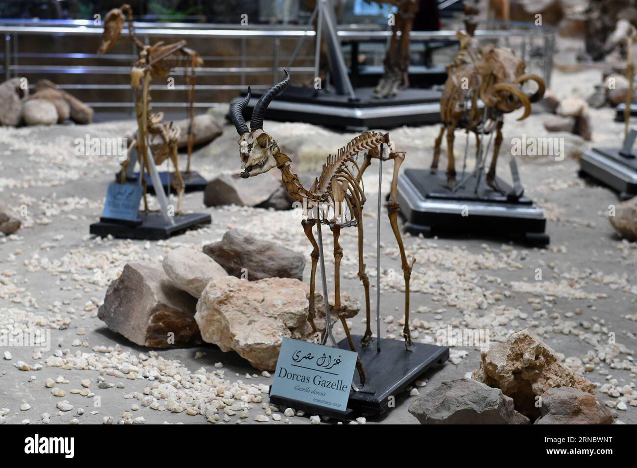 First specimen displays hi-res stock photography and images - Alamy