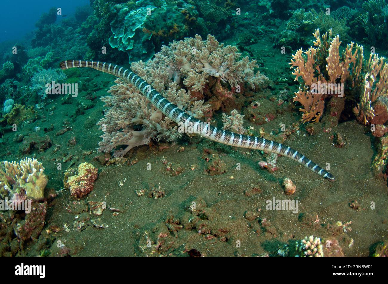 Chinese Sea Snake, Laticauda semifasciata, swimming, Tanjung Kelapa ...