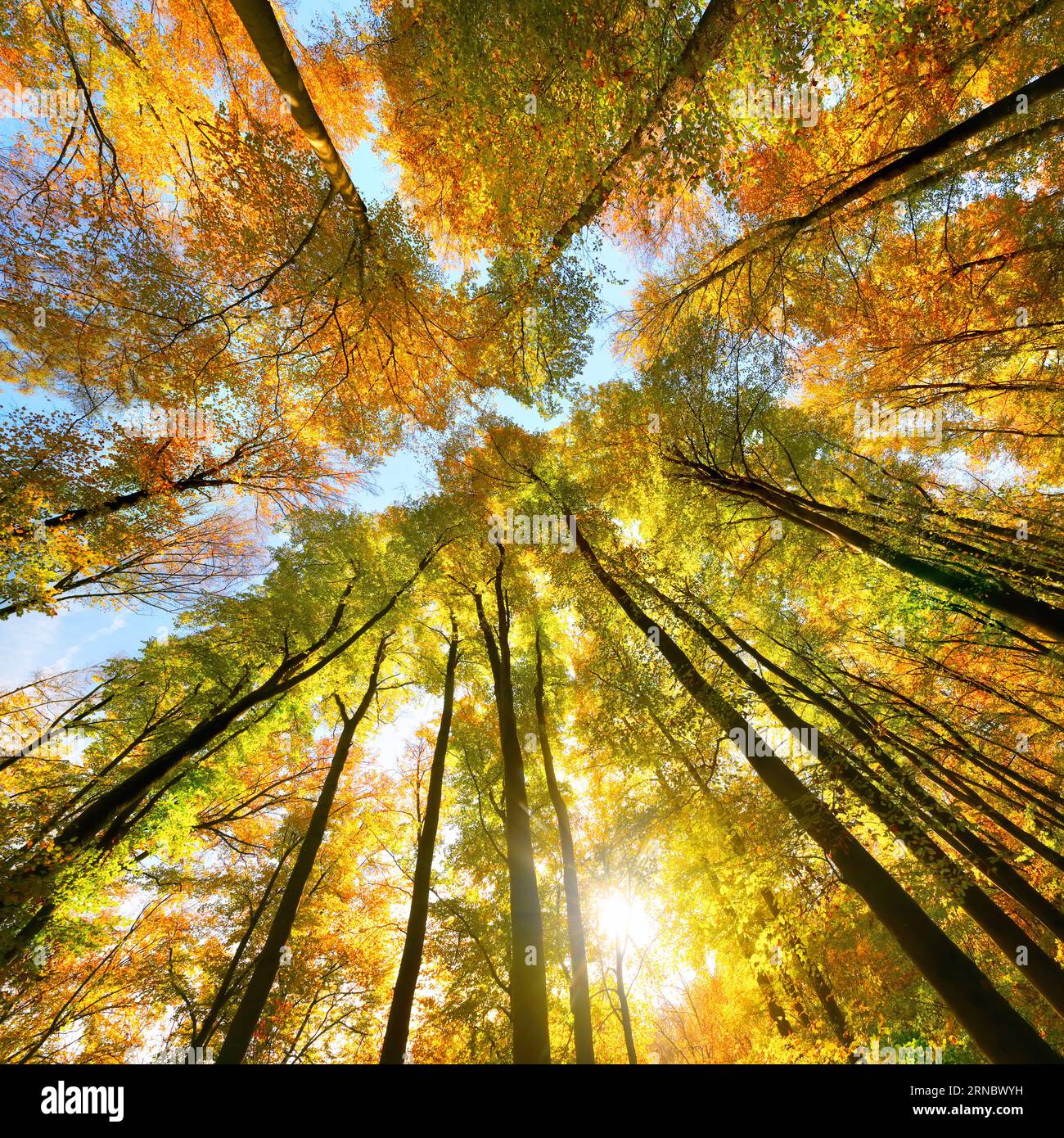 Autumn scenery with a canopy of tall deciduous trees, with the bright ...