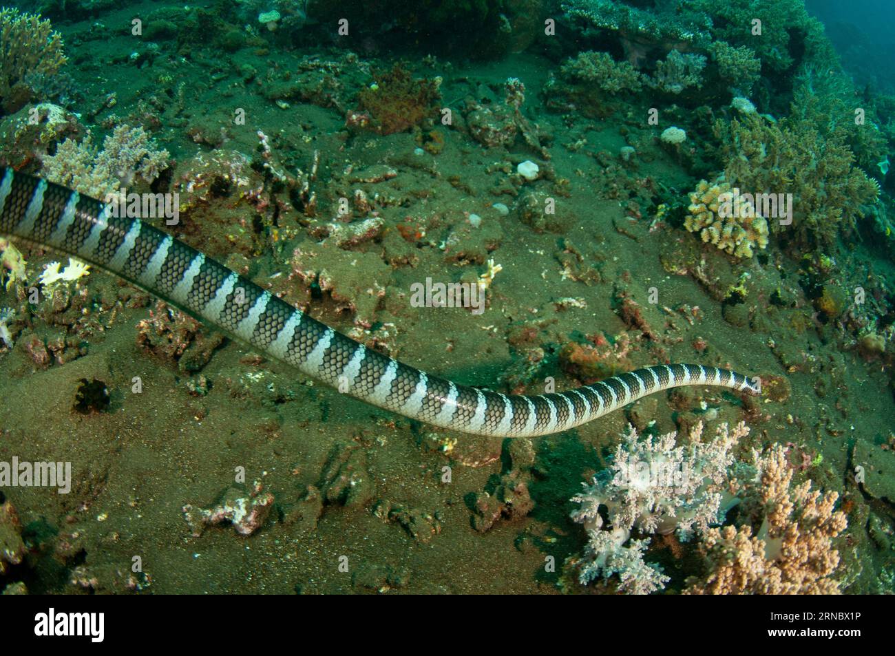 Chinese Sea Snake, Laticauda semifasciata, swimming, Tanjung Kelapa ...