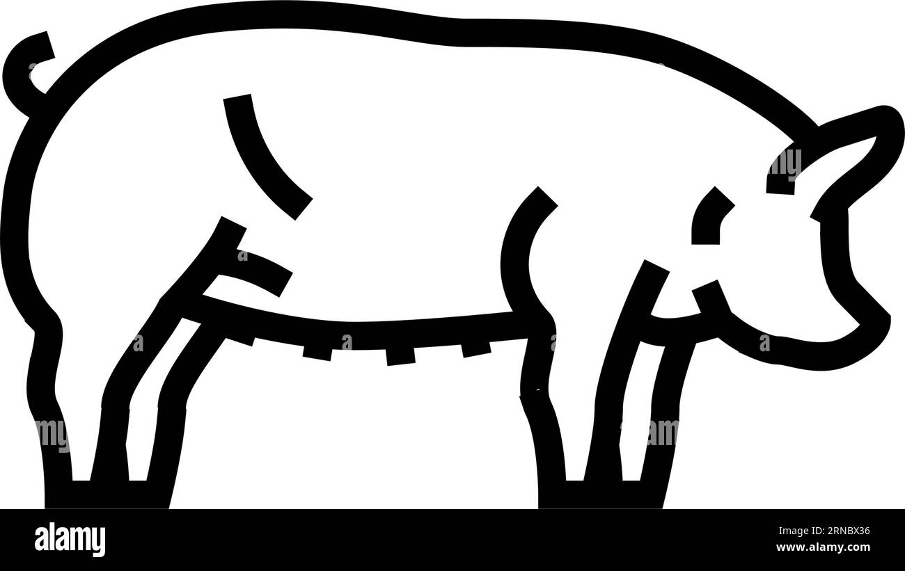 berkshire pig breed line icon vector illustration Stock Vector Image ...